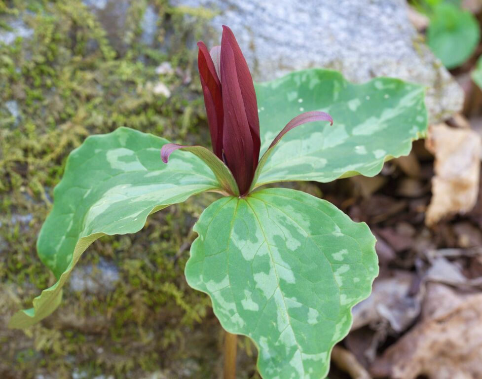 Springtime at the First Peak of the Blue Ridge - First Peak of the Blue ...