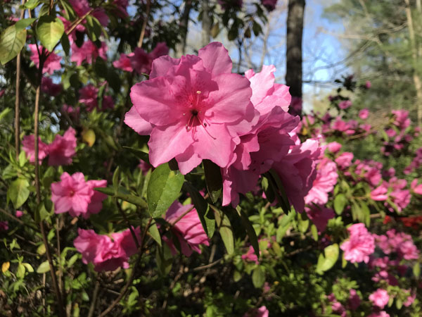 Springtime at the First Peak of the Blue Ridge - First Peak of the Blue ...