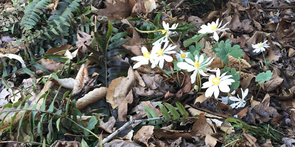 Springtime at the First Peak of the Blue Ridge - First Peak of the Blue ...