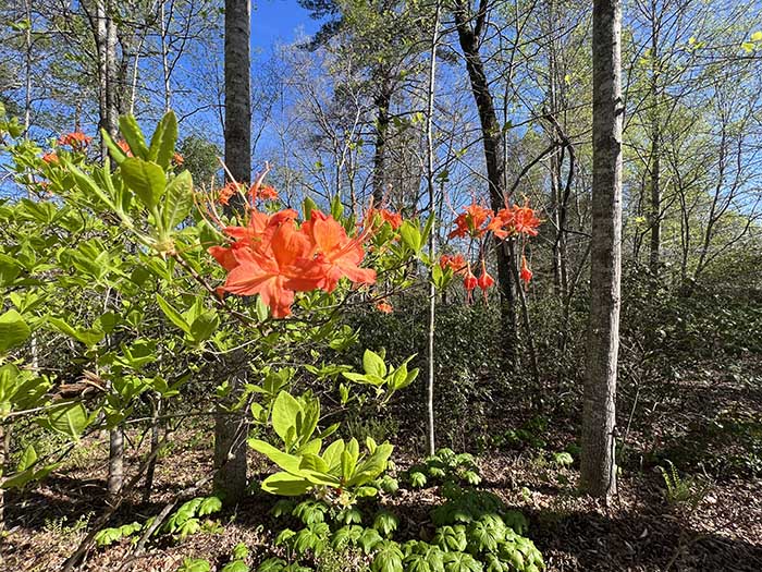Springtime at the First Peak of the Blue Ridge - First Peak of the Blue ...